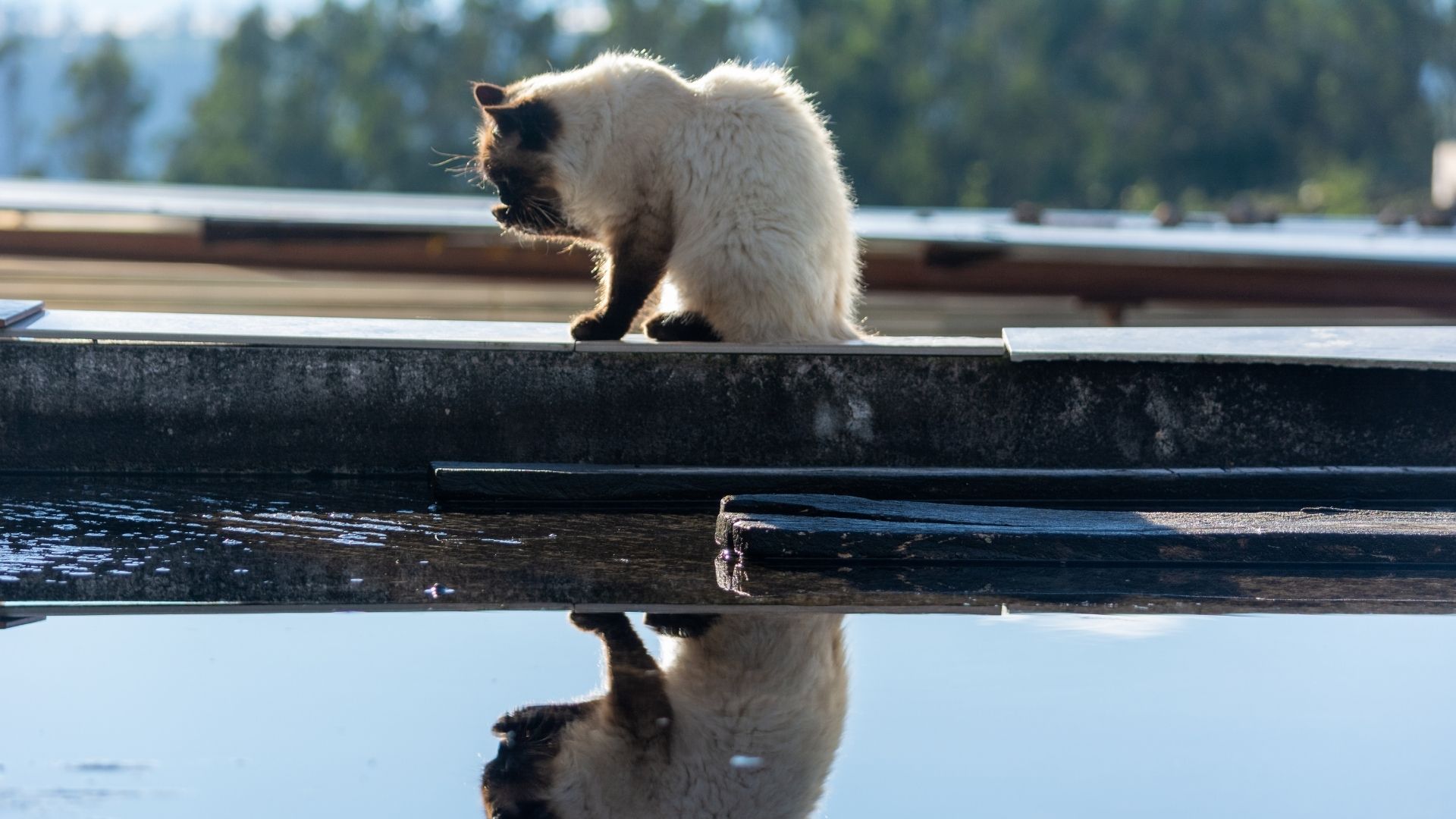 Aquamation Services Form | Heart With Wings